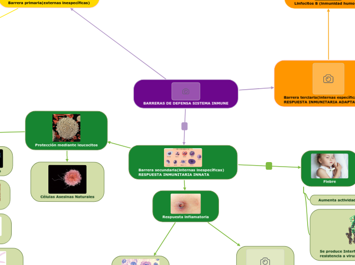 Barreras De Defensa Sistema Inmune Mind Map
